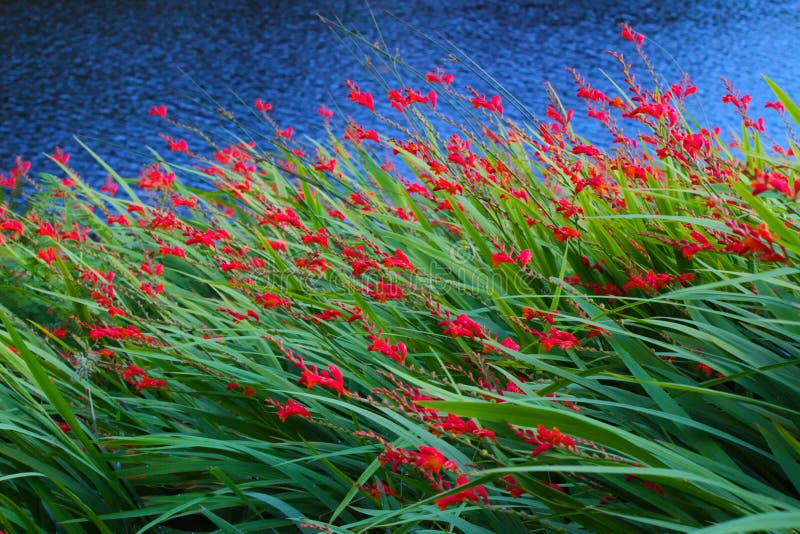 Flowers by the lake edge stock photo. Image of stunning - 31297566