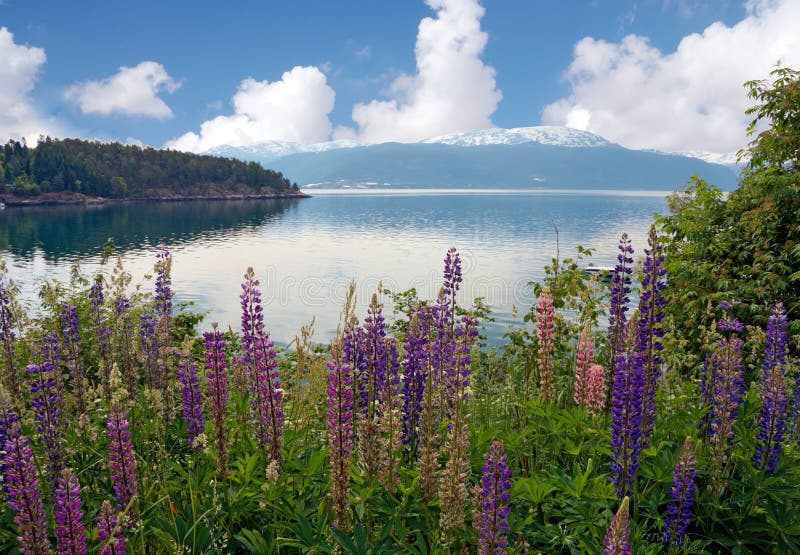 Amazing flower garden stock photo. Image of green, growing - 2873858