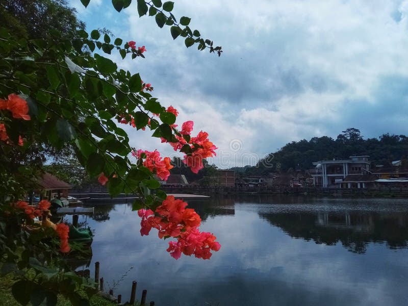 Flowers by the lake stock photo. Image of leaf, nature - 262080990