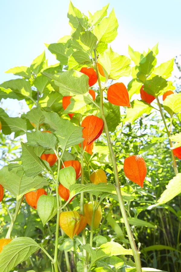 Flowers - lanterns stock photo. Image of multi, color - 2988574