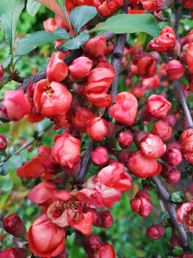 Flowers of a Large Quince Bush Pink Stock Image - Image of bush, pink ...