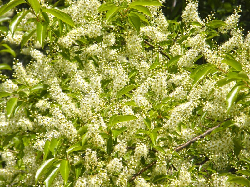 Flowers on the Laurel Tree. Stock Photo - Image of leaves, botany: 95403834