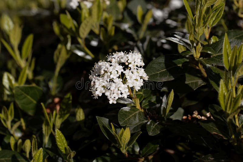 Flowers of a Laurustinus or Laurustine, Viburnum Tinus Stock Image ...