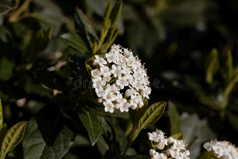 Flowers of a Laurustinus or Laurustine, Viburnum Tinus Stock Photo ...