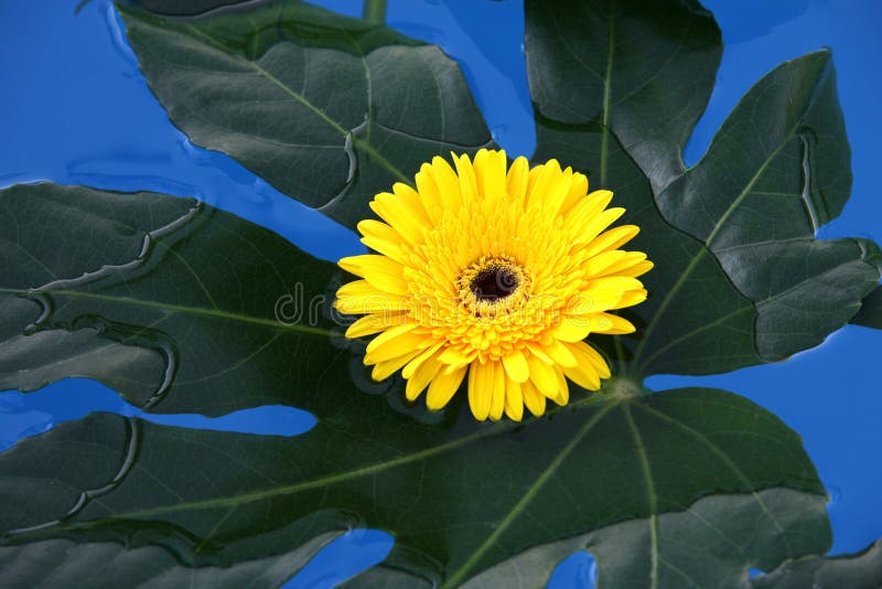 Flowers lay in water stock photo. Image of garden, botany - 4677294