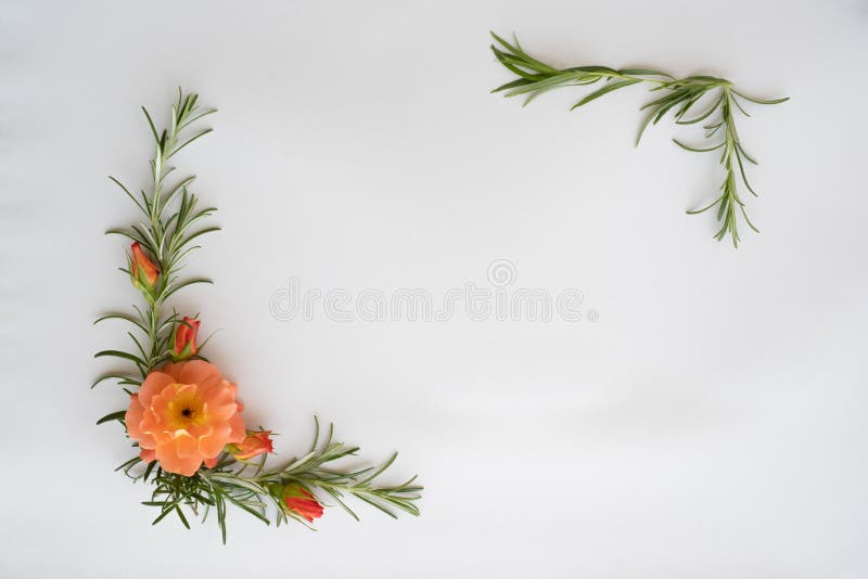 Flowers and leaf frame stock photo. Image of frame, organic - 228591738