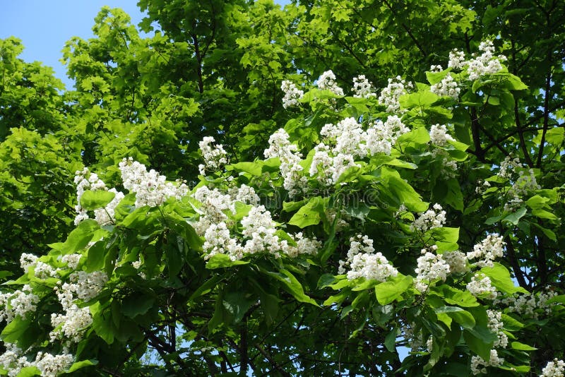 Flowers in the Leafage of Catalpa Tree in June Stock Photo - Image of ...