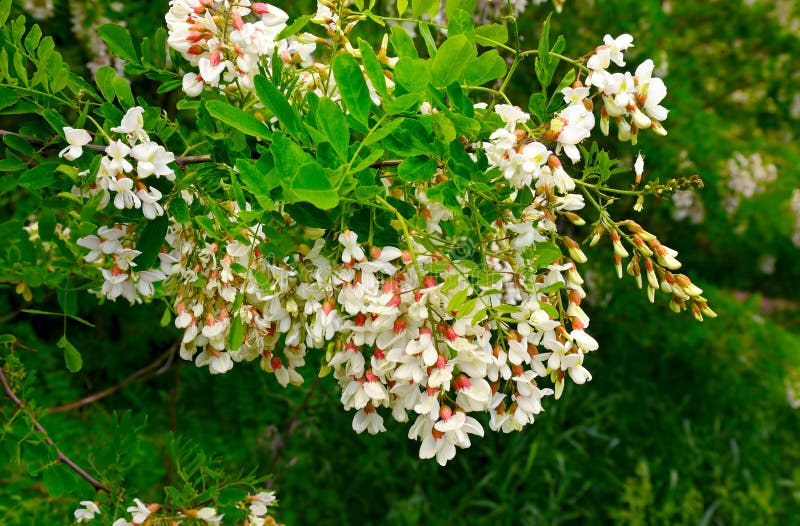 Flowers and Leaves of Acacia Stock Image - Image of acacia, herb: 84077183