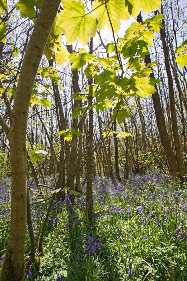 May Tree in Bloom stock image. Image of bloom, green - 138817835