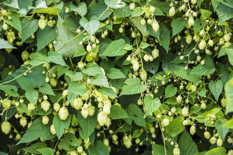 Flowers and Leaves of Common Hop Plant Stock Photo - Image of food ...