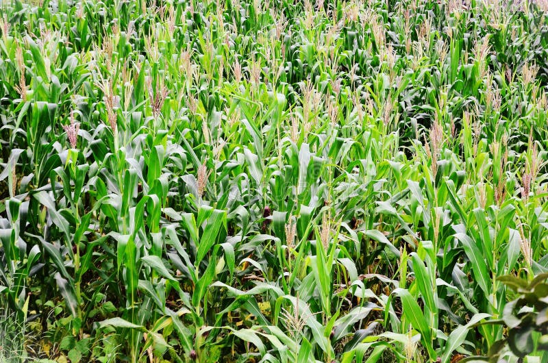 Cornflowers in the Field on a Sunny Day Stock Photo - Image of meio ...