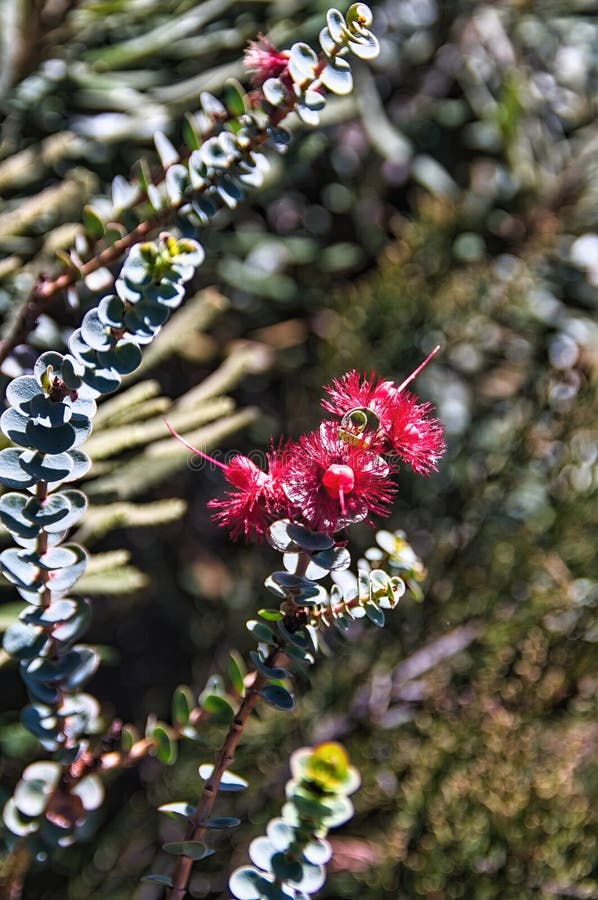 Flowers and Leaves of Darwinia in Western Australia Stock Photo - Image ...