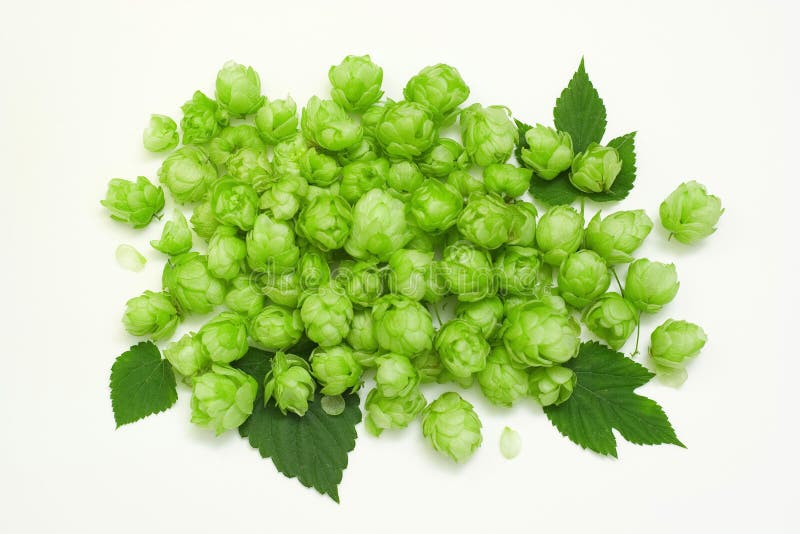 Hops leaves stock photo. Image of closeup, grow, garden - 25308394