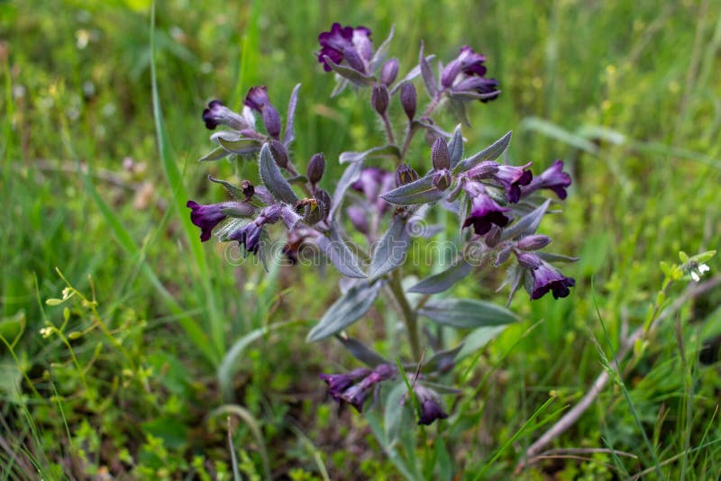 Flowers and Leaves of the Monkswort Nonea Pulla Stock Photo - Image of ...