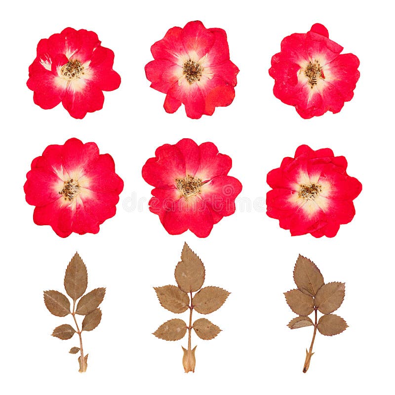 Flowers and leaves of rose stock photo. Image of flower - 65660282