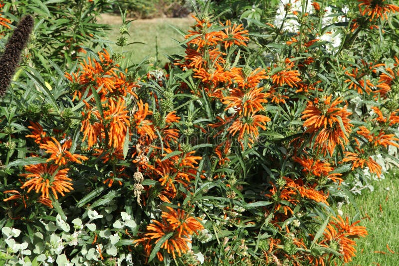 Flowers of Leonotis Leonurus Also Called `Lion`s Tail` Stock Photo ...