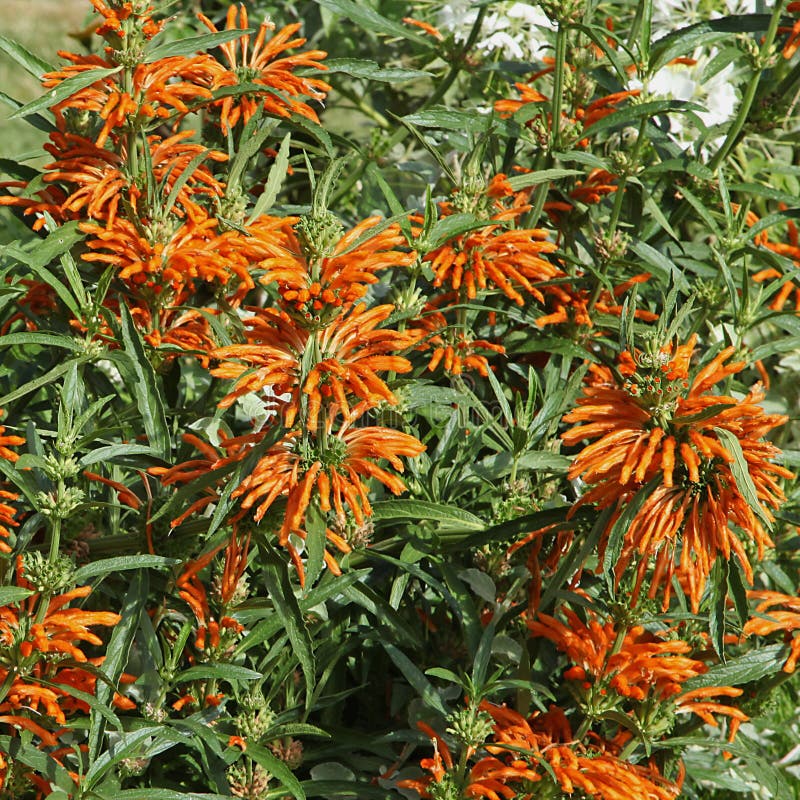 Flowers of Leonotis Leonurus Also Called `Lion`s Tail` Stock Image ...