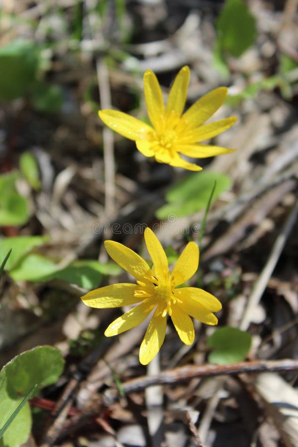 Flowers of Lesser Celandine Stock Photo - Image of stem, beautiful ...