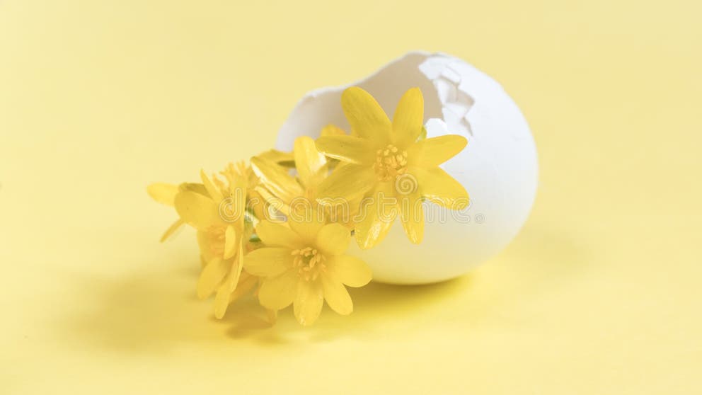 Yellow Flowers in an Egg Shell on a Yellow Background. Copy Space Stock ...