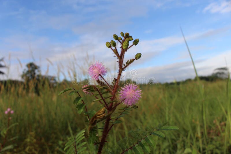 Flowers like corona stock photo. Image of tree, like - 207234250