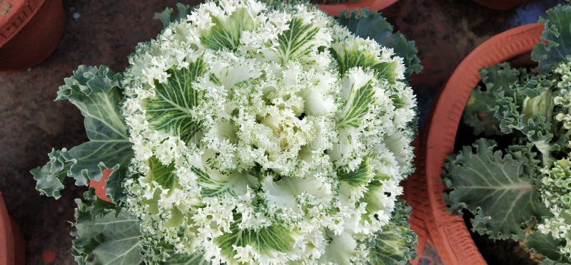 Flowers like a garbage stock image. Image of garbage - 170676933