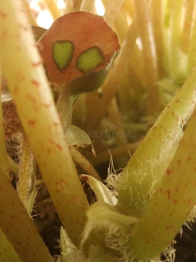 Flowers like spider stock photo. Image of spider, flowers - 210391126