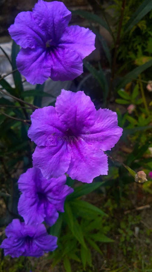 Flowers lil stock photo. Image of flowers, lily, purple - 277781824