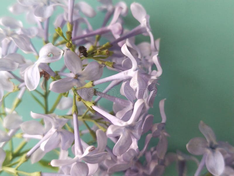 Flowers Lilac Abstract Background Texture Painting Tree Stock Photo ...