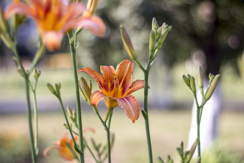 Flowers lily stock photo. Image of garden, fresh, lilly - 73469750