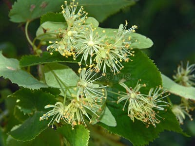 Flowers of a linden. stock image. Image of intimate, flora - 480773
