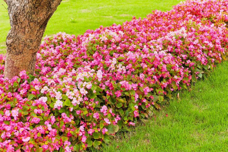 Flowers line stock image. Image of plants, nature, purple - 22192829