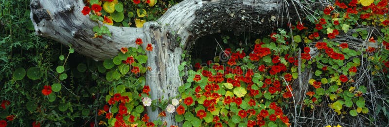 Flowers and log stock image. Image of botany, fecund - 23175567