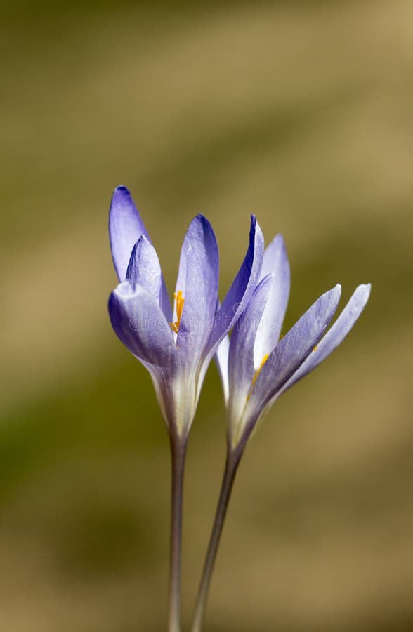 Crocus Longiflorus Flowers in Spring, Norway Stock Image - Image of ...