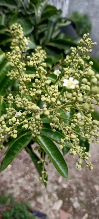 Flowers from Longan Fruit in Indonesia. Stock Photo - Image of longan ...
