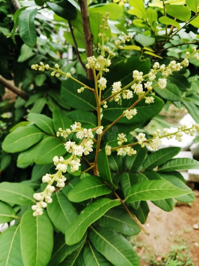 Flowers from the Longan Tree Stock Photo - Image of tree, plant: 242333898