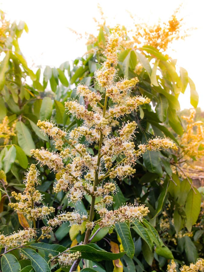 Flowers of longan stock photo. Image of blossom, healthy - 92636724