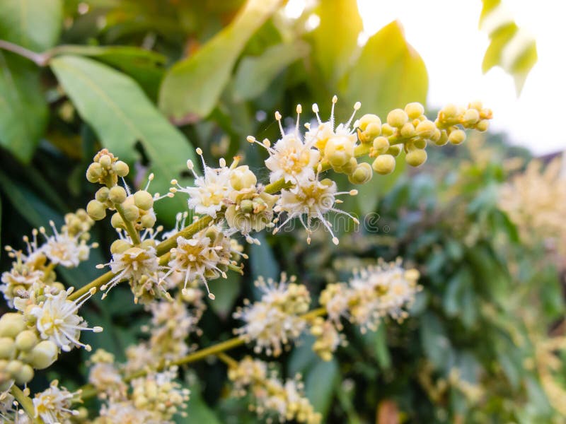 Flowers of longan stock image. Image of asia, food, agriculture - 92636915