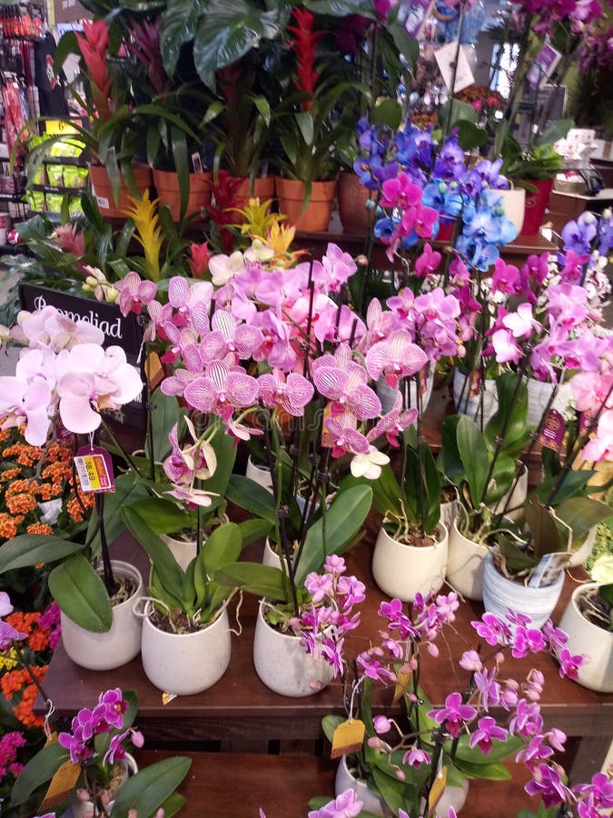 Flowers Looks so Pretty Today Love it. Stock Image - Image of today ...