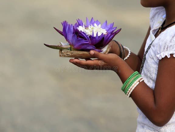 Flowers of a Lotus in Hands Stock Photo - Image of buddhist, lotus ...