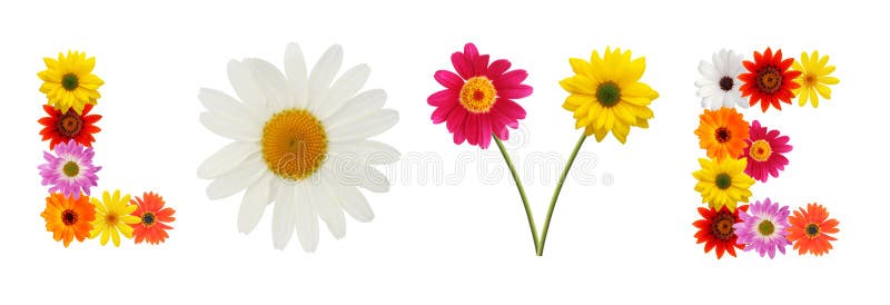 Cheerful daisy border stock photo. Image of bloom, nature - 5213032