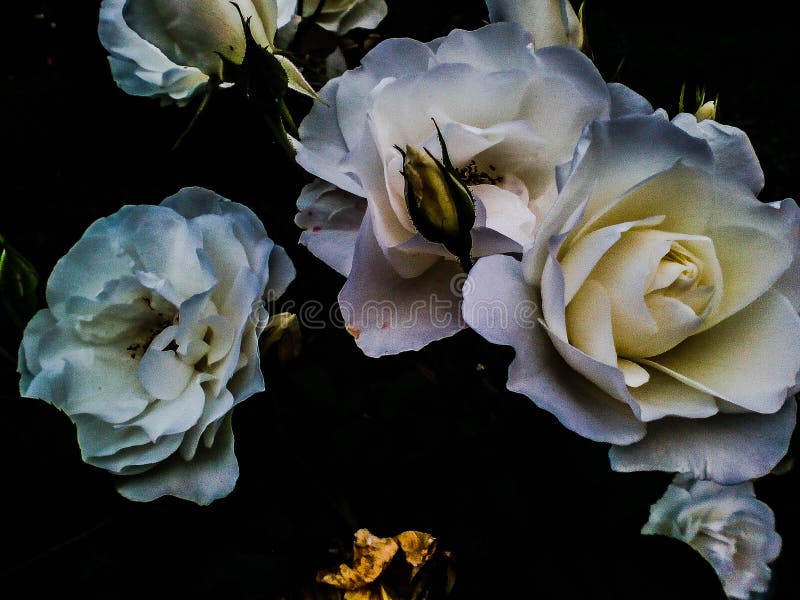 The flowers stock image. Image of nature, white, flowers - 95533321