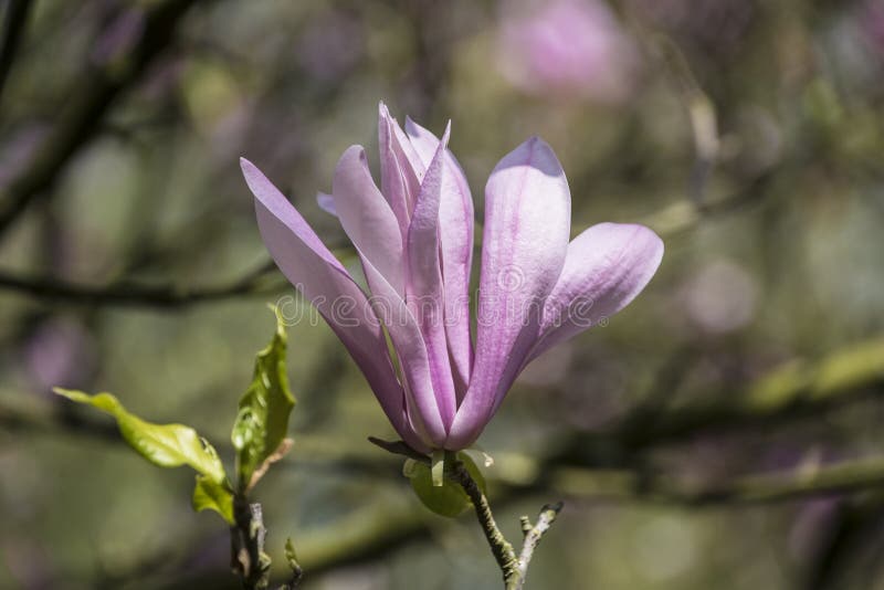 Flowers of Magnolia. Flowering Trees Stock Photo - Image of tree ...