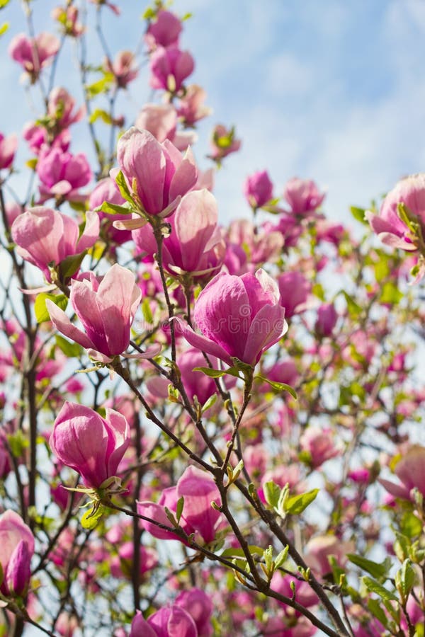 Flowers of Magnolia Tree Over Blue Sky Stock Image - Image of pink ...