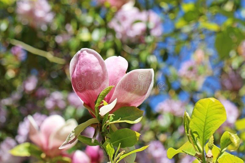 Flowers on a Magnolia Tree in Spring Stock Photo - Image of blossom ...
