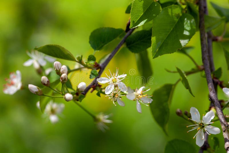 Flowers of a Mahaleb Cherry, Prunus Mahaleb Stock Photo - Image of bush ...
