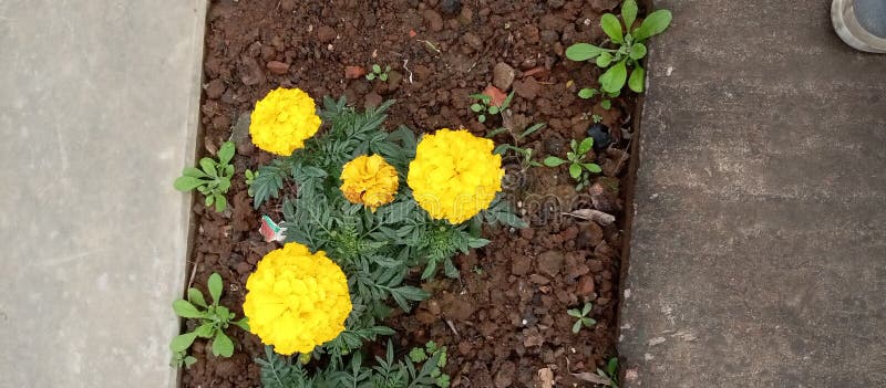 Flowers make us happy stock photo. Image of field, flowers - 239673050