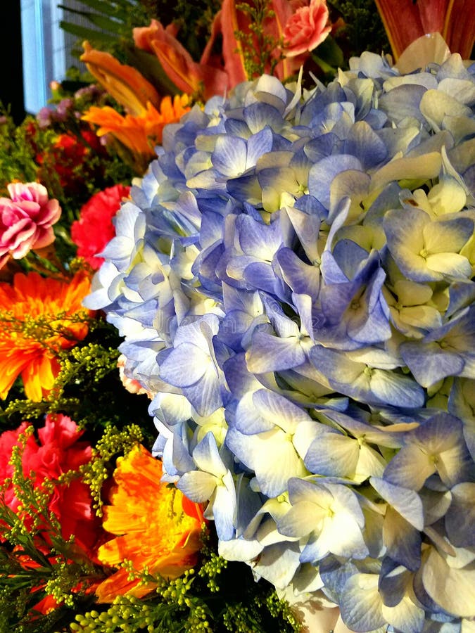 Flowers stock image. Image of flowers, bloom, color, special - 93981487