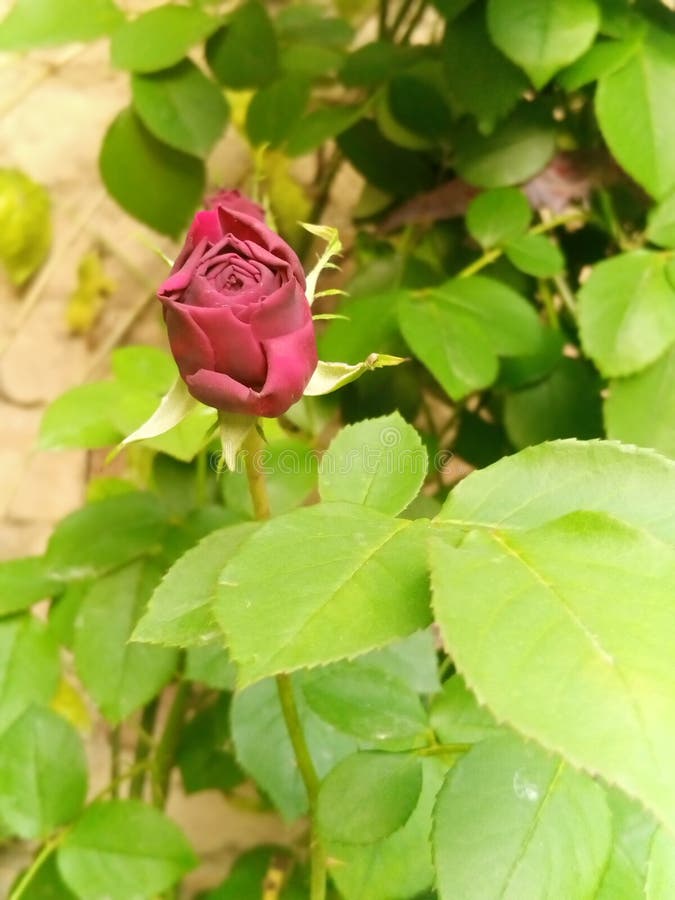 Beauty rose flower stock photo. Image of blossom, leaf - 180144226