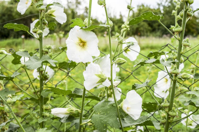 Flowers Mallow. Flowering Mallow on the Flowerbed. Stock Image - Image ...