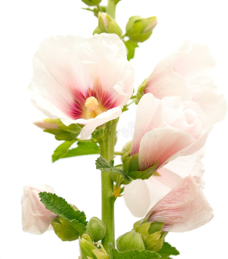 Flowers of a Mallow, Rose Stem Isolated on a White Stock Image - Image ...